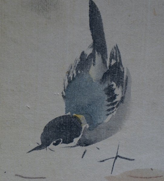Suzume birds 1900